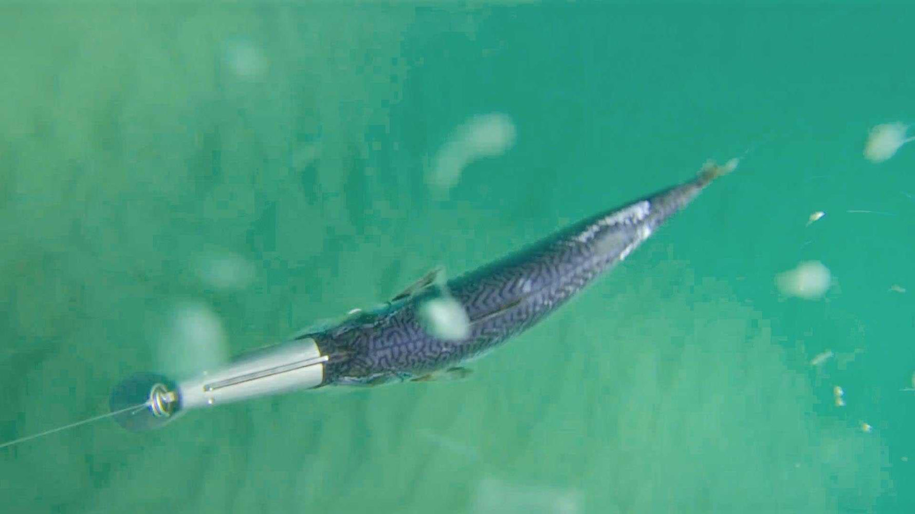 The Reaper Rig - Lure us In – Lure Us In Pty Ltd